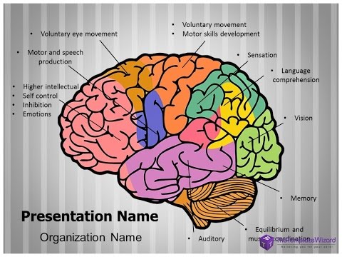Brain Function PowerPoint Presentation Template - TheTemplateWizard.com