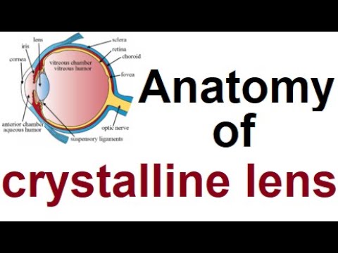 Anatomy of Crystalline Lens