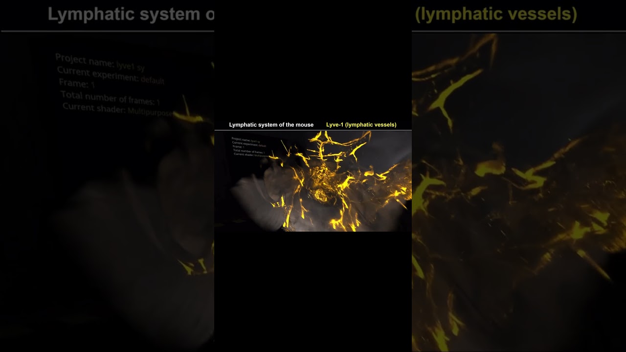 ‘Game changer’ method lets scientists peer into—and fly through—mouse bodies
