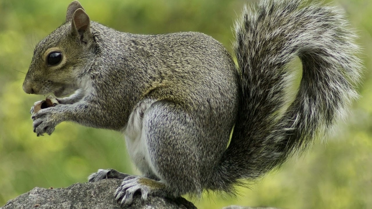 Citizen Science:  Squirrel Mapper