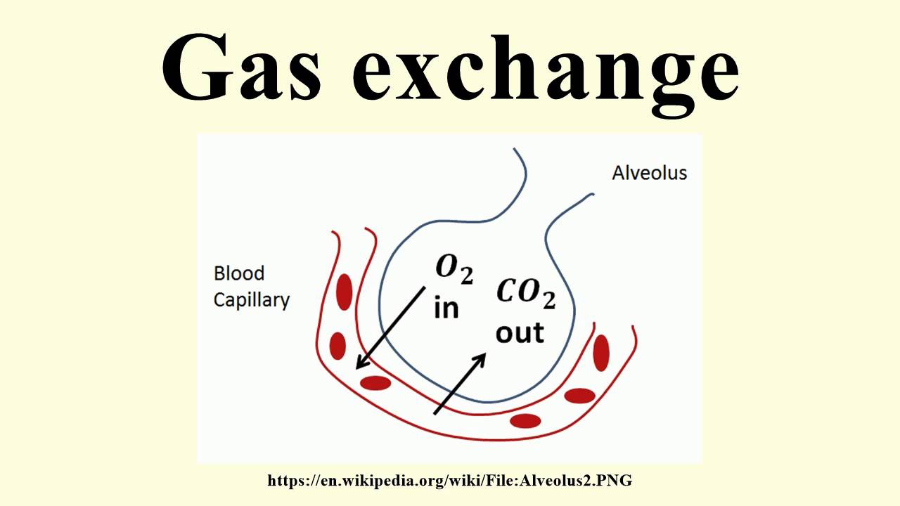 Gas exchange