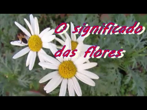 O significado das flores, bouganville, margarida, hortênsia, Rosas, lírios,azulzinha, hibisco, etc