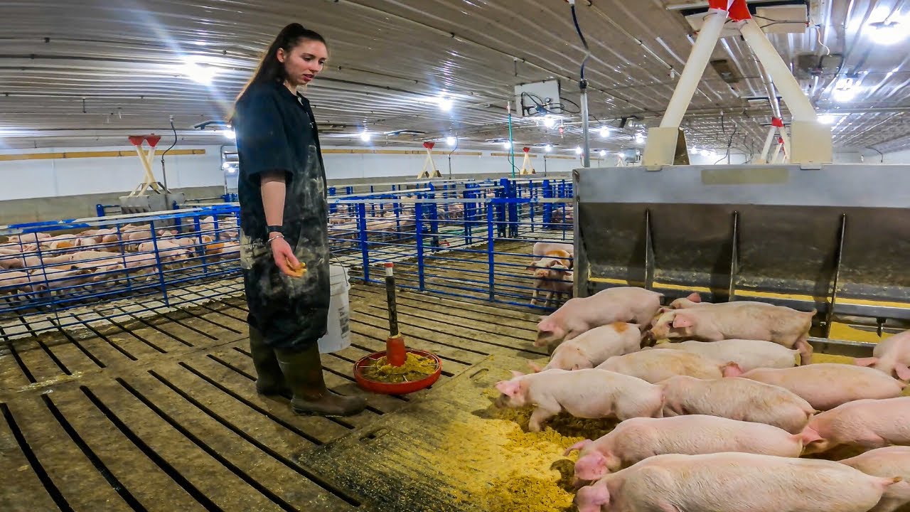Feeding Piglets