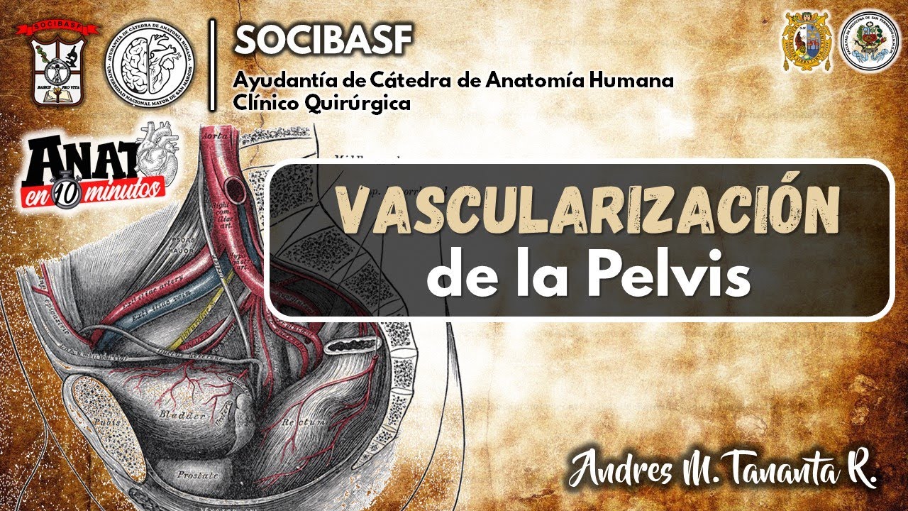 VASCULARIZATION OF THE PELVIS