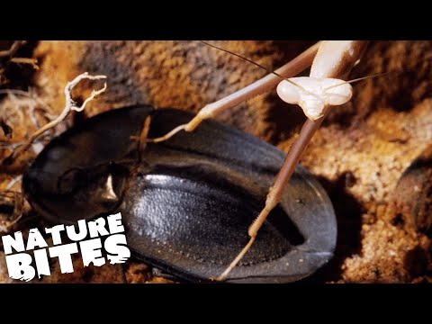 Pie Dish Beetle Fends off a Mantis | David Attenborough's Micro Monsters | Nature Bites