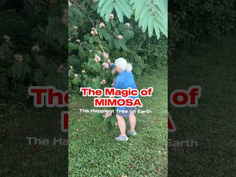 Mimosa Trees: The Happiest Tree on Earth Tincture and Tea #foraging #herbalmedicine #gardening