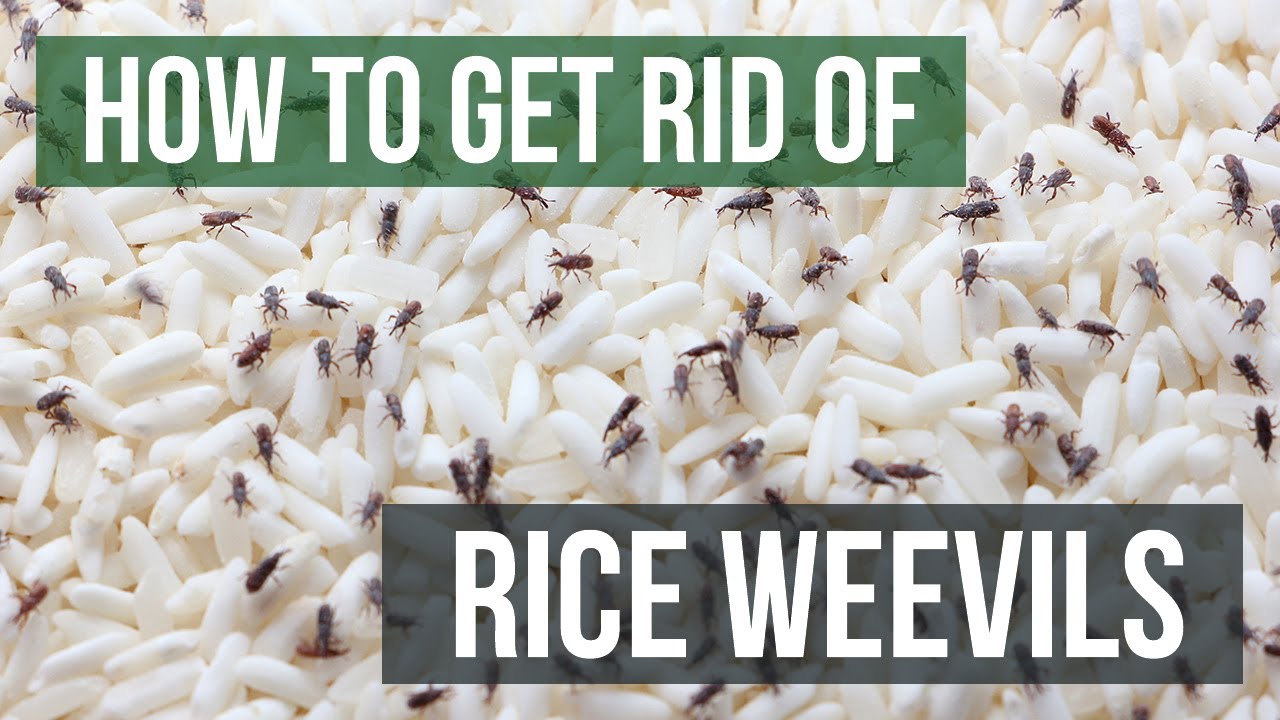 Rice Weevil Control: How To Get Rid of Rice Weevils
