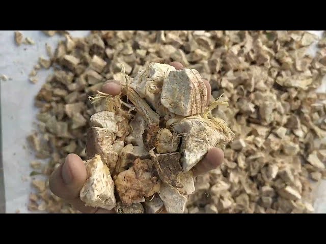 Herbal Roots - Asparagus Racemosus Roots Manufacturer from Neemuch