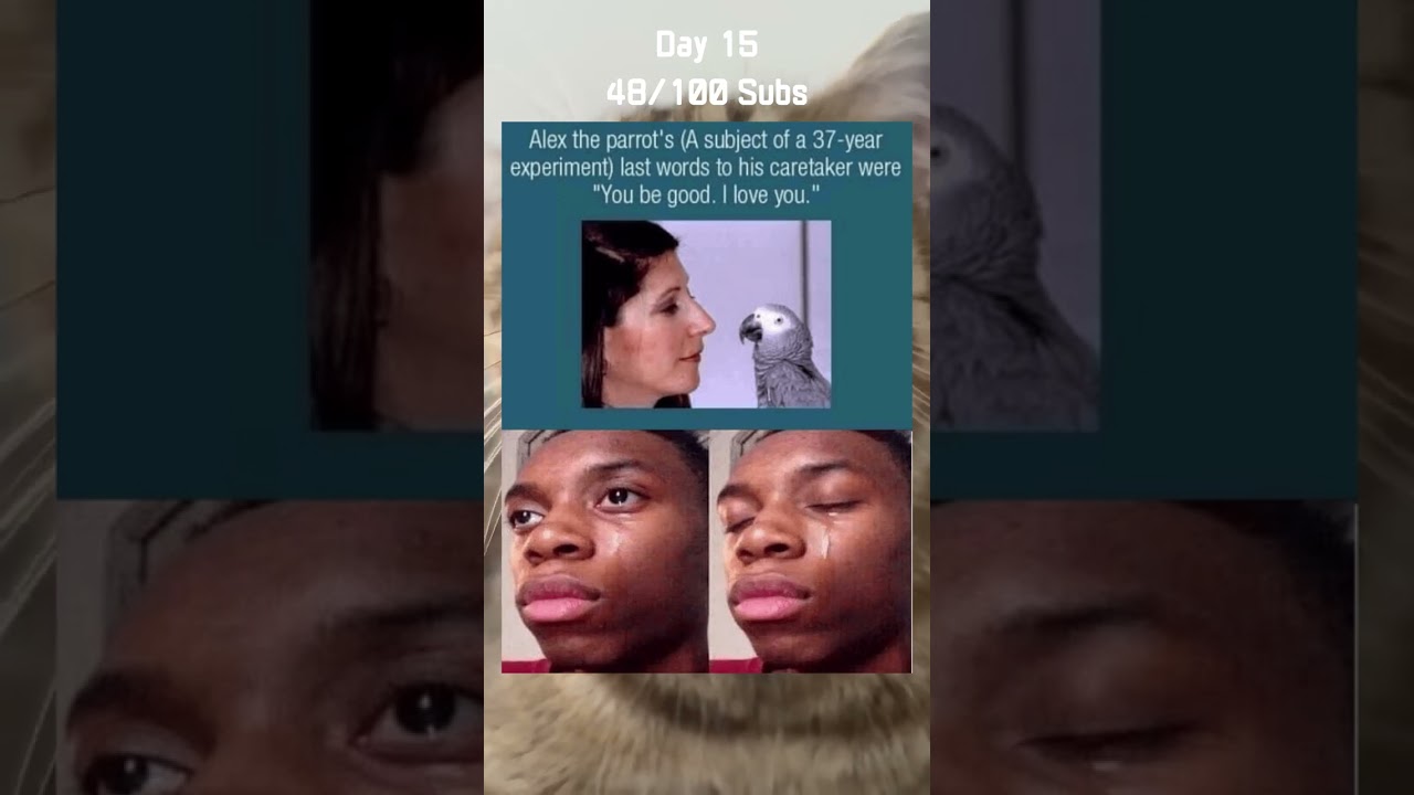 Rip Alex 😭😭 | Day 15 #parrot #sad