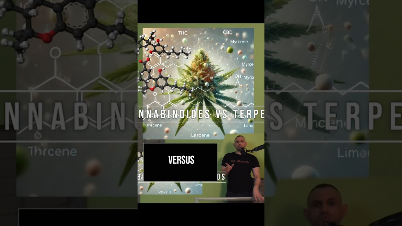 CANNABINOIDES vs TERPENOS (Efectos del cannabis)