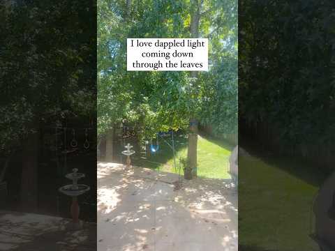 Love that dappled light! There is a word in Japanese for this form of light, Komorebi, so beautiful!