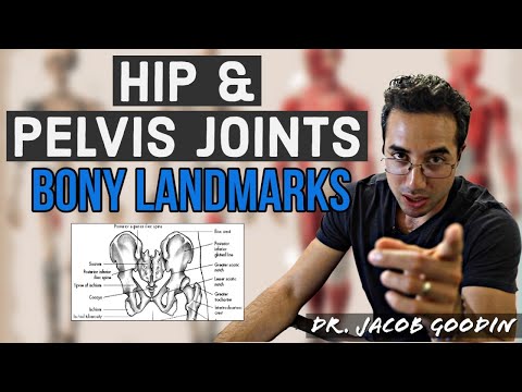 Hip Joint & Pelvic Girdle Anatomy: Bony Landmarks