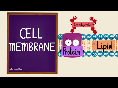 Cell Membrane | Plasma Membrane | Lipid Bilayer | Fluid Mosaic Model | Cell Biology