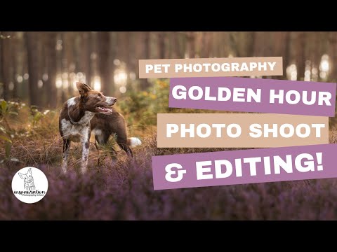 Pet Photography Behind the Scenes at Golden Hour!