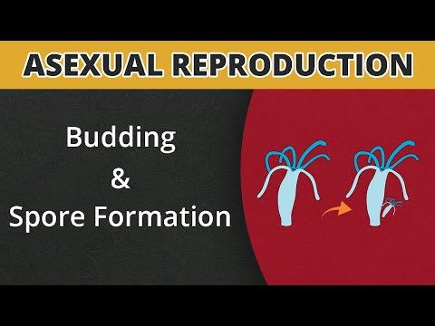 Budding and Spore Formation in Plants | Asexual Reproduction | Biology | Letstute