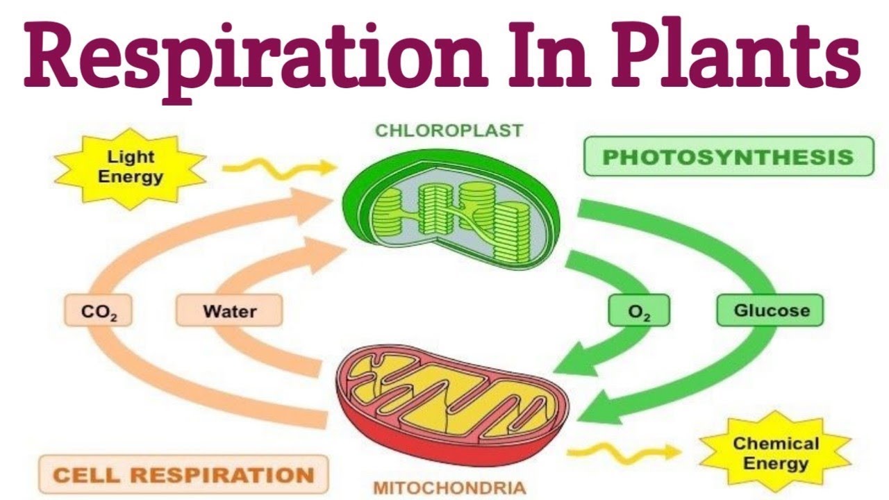 Plant metabolism - Plant respiration part 1