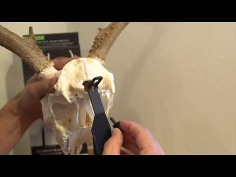 Dead On Display DESKTOP European Skull Mounting System
