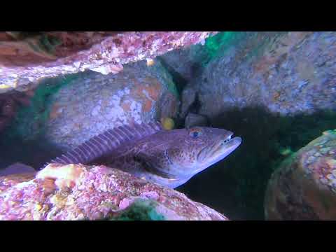 Monastery Beach - August 2024