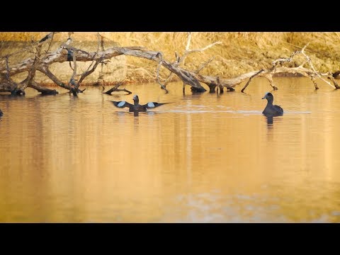 Mason Mountain Ducks - Postcard From Texas