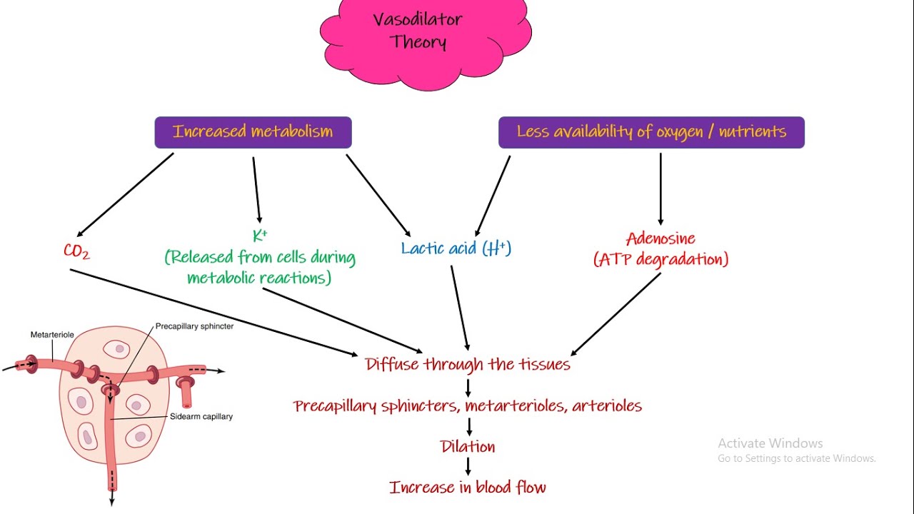 Vasodilator Theory, Oxygen Demand Theory. Chapter 17 part 3. Guyton and Hall Physiology.