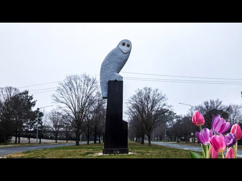 Belconnen Owl - Feeding time for the owl
