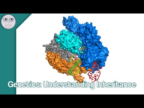 Genetics: Understanding Inheritance