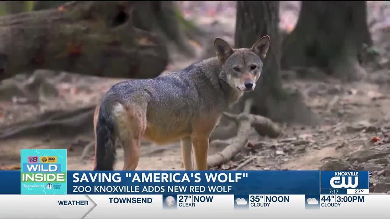 Wild Inside: Saving America's Wolf
