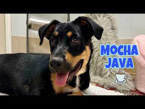Dog for adoption - Mocha Java Cookie, a German Shepherd Dog & Labrador ...