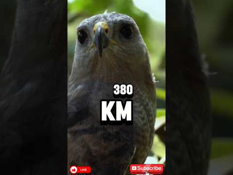 The Fastest Animal on Earth Isn’t a Cheetah #amazingnature #fastestanimal #fastestanimals #falcon