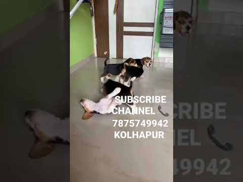 SHOW QUALITY BEAGLE MALE FEM PUP AVAIL FOR LOVING HOMES 🏡 KOLHAPUR. 7875749942📞#beagle #kolhapur 🙏