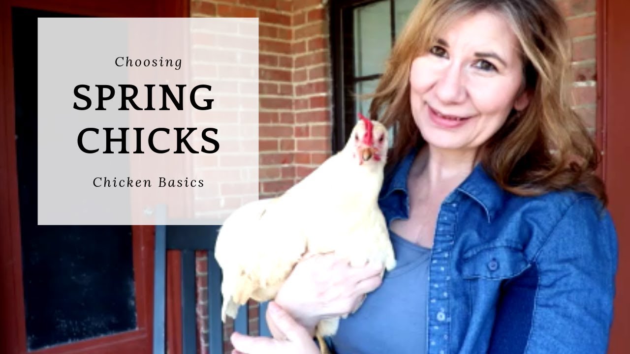 CHOOSING CHICKEN BREEDS | Chick Basics