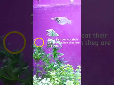 10 Shocking facts about Molly | Molly Fish can live without food for 2 weeks#breeding #mollyfish