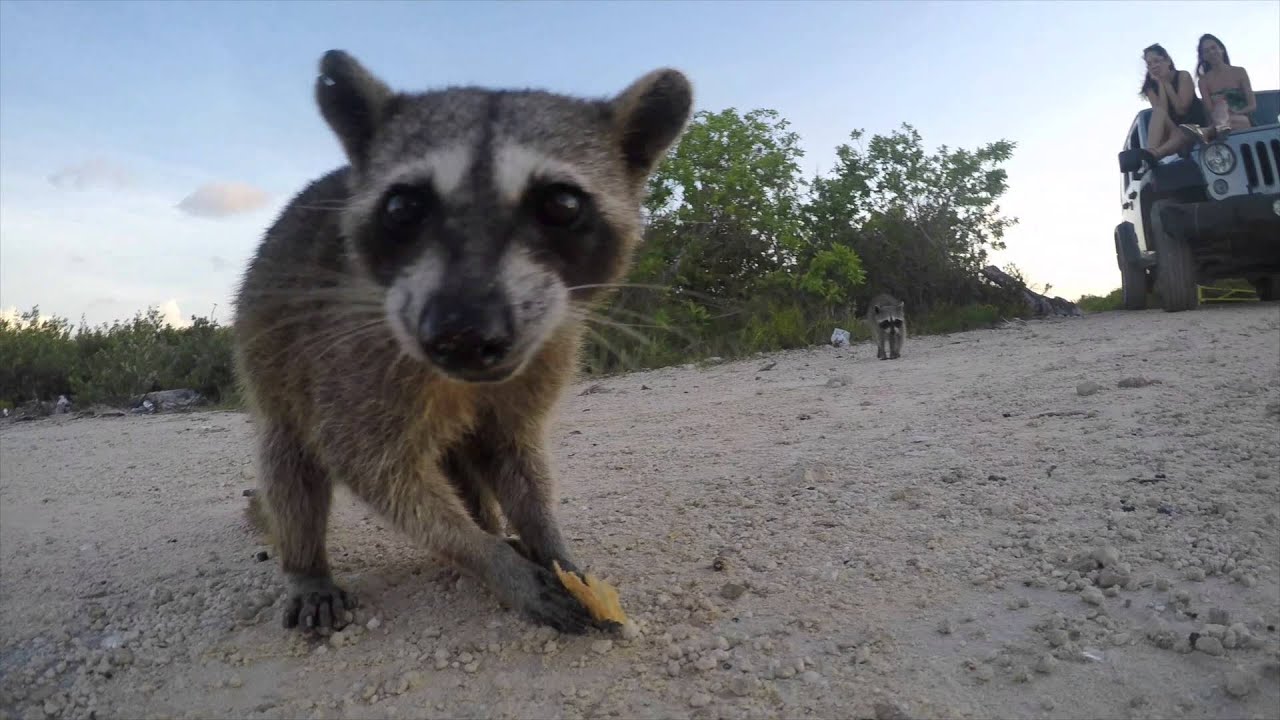 Mapaches Cozumel