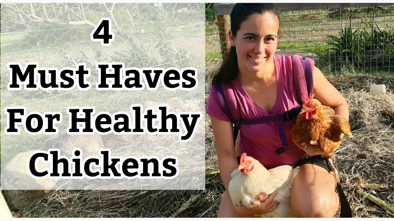 Keeping Chickens? 4 Must Haves For Healthy Chickens!
