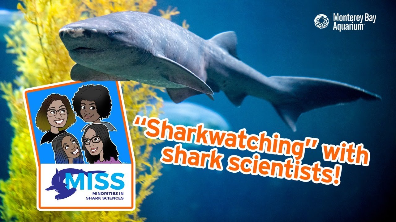 Minorities in Shark Science | Stories | Monterey Bay Aquarium