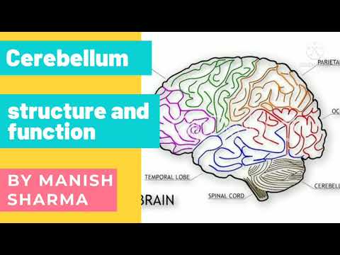 cerebellum! हिंदी मे