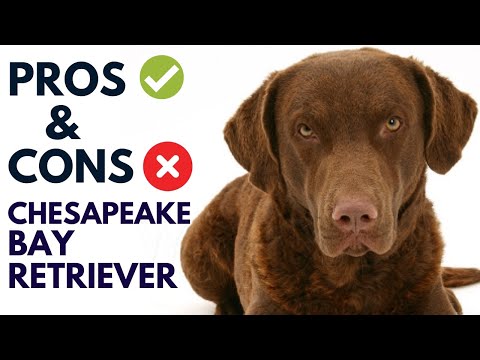 Chesapeake Bay Retriever Dog Breed Pros and Cons | Chesapeake Bay Advantages and Disadvantages