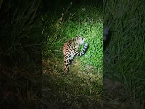 Mais uma aparição tranquila do macharrão #Onça-pintada | #jaguar #bigcat #mammals #safari #shorts
