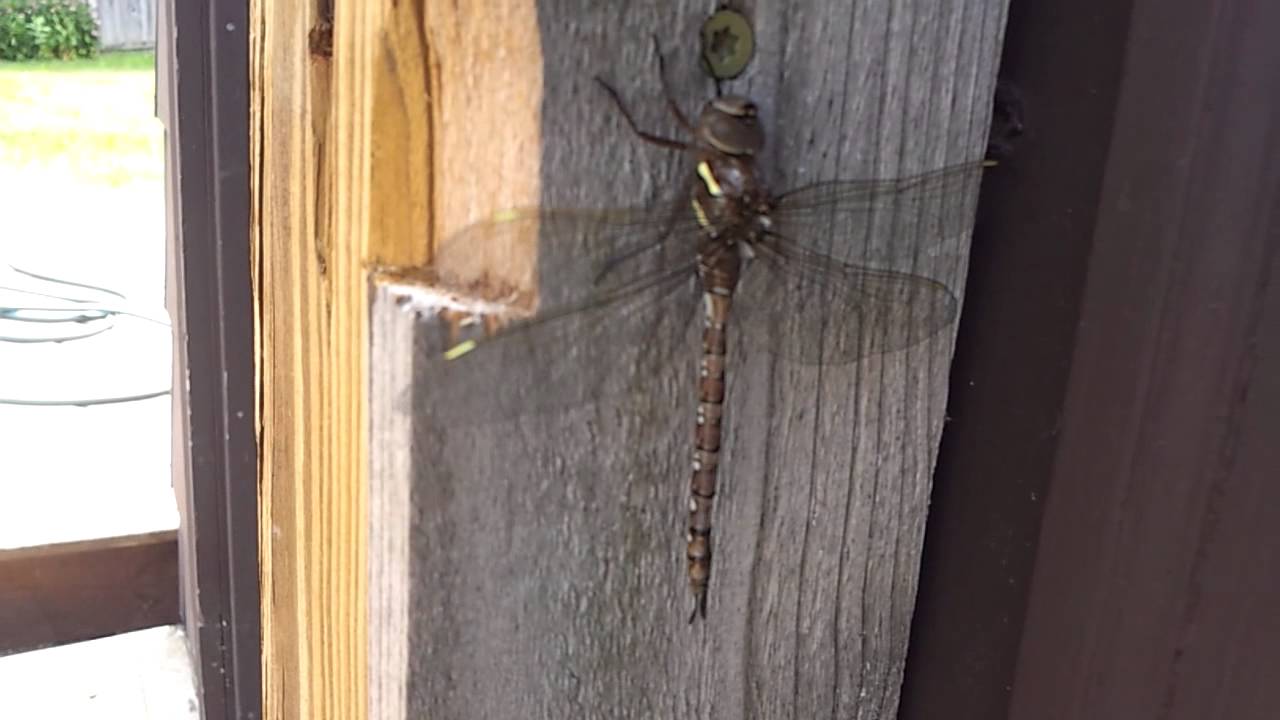Giant dragonfly high five