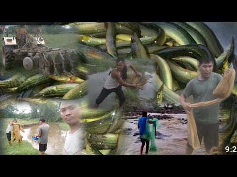 # DIRAK NADI //BEST NET FISHING VIDEO// BAM FISH // AVAILABLE