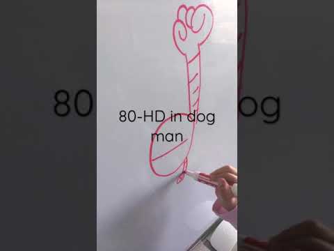 80-HD in dog man