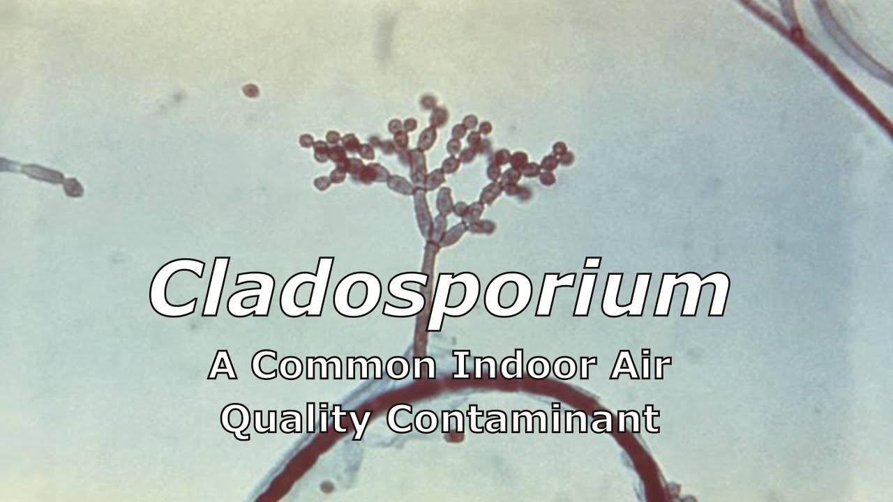 Cladosporium - A Common Indoor Air Quality Contaminant