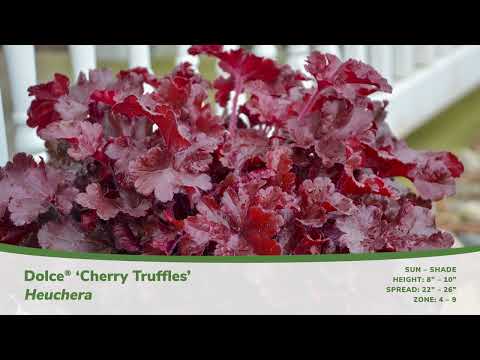 All About Heuchera