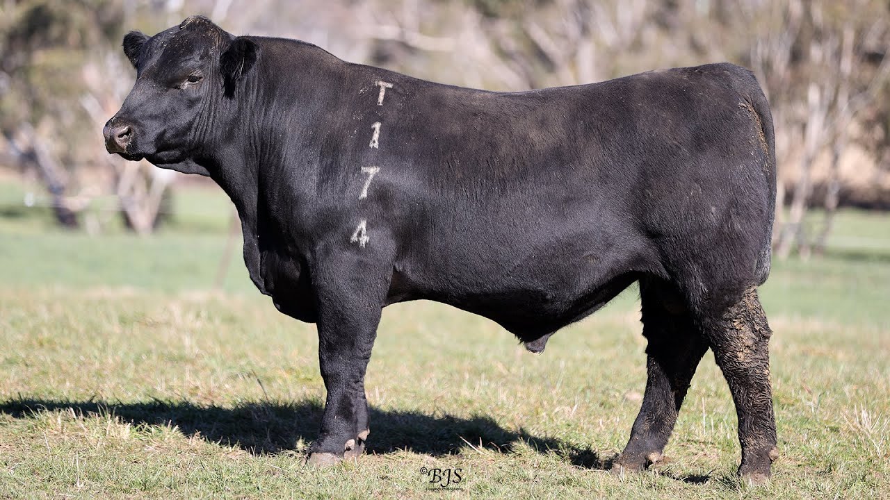 Lot 23 BBB22T174 Circle8 2023