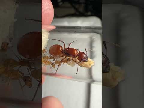 WHY I love CARPENTER ANTS