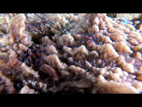 GoPro Hero 9 +15 MacroMate Mini Example Underwater Footage