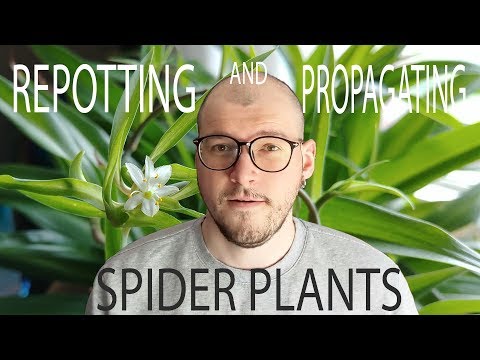 How-To: Repot and Propagate Your Spider Plant