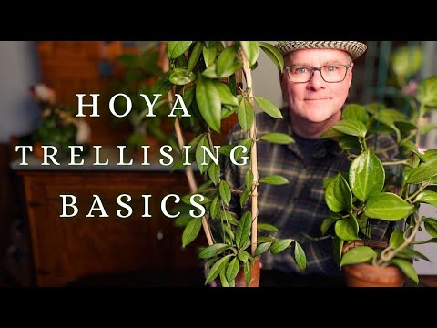 How to, Which Hoya and Trellis + A Really Cool Hack π