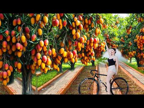 simple method to earn money online Propagate Mangoe tree In Bananas that produces 100% fast roots
