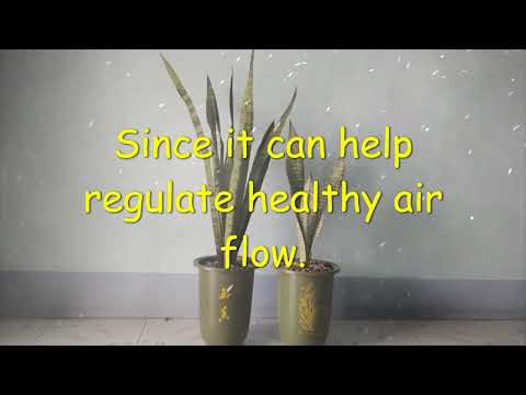 Snake Plants : Scientific Name and Facts